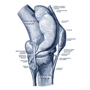 Knee Arthroscopy | Central Coast | Dr Simon Hutabarat