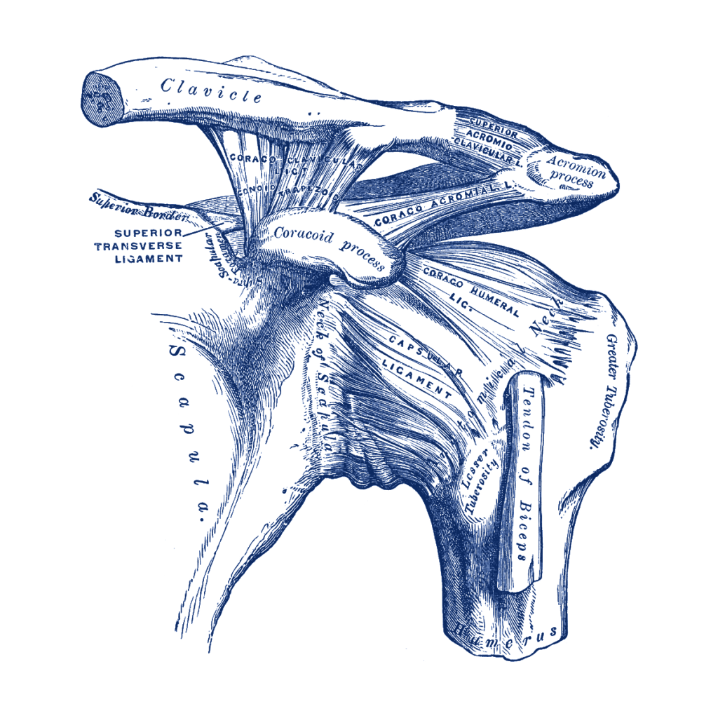 Rotator Cuff Disease | Central Coast | Dr Simon Hutabarat